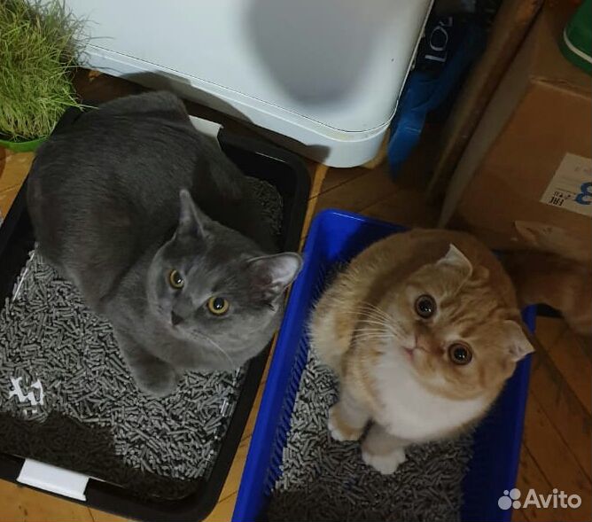 Кот и кошка (шотландцы)