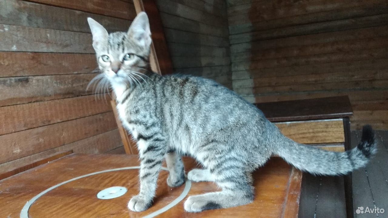 Замечательный, ласковый котёнок в добрые руки