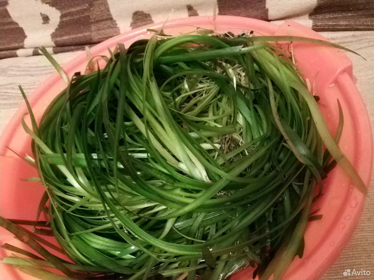 Валеснерия водоросли для аквариуме