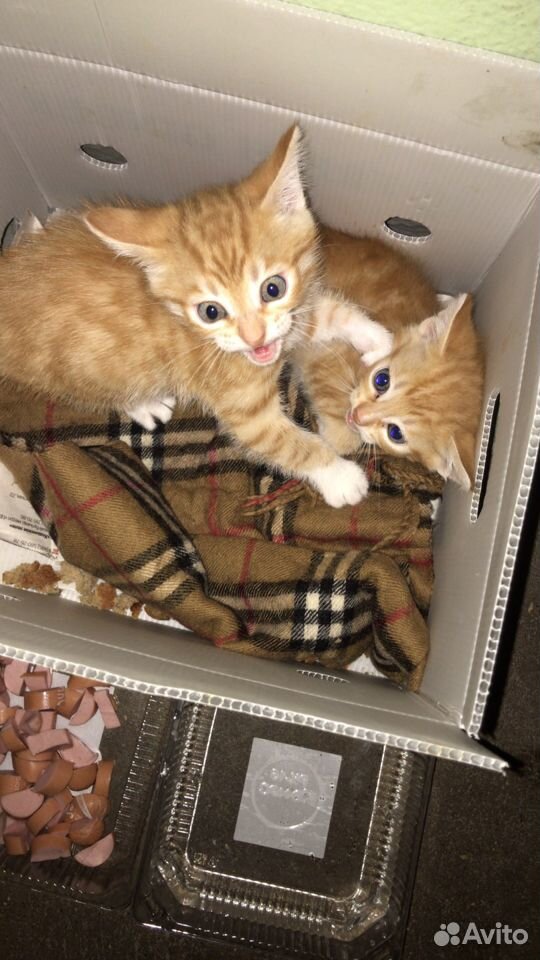 Котята очаровашки