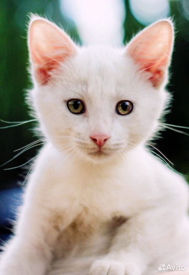 Турецкая ангора