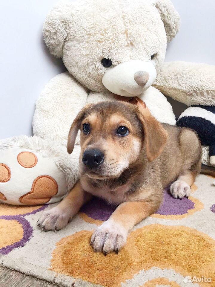 Отдаем щенка в добрые руки