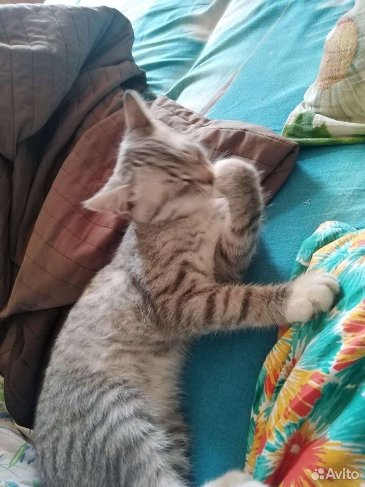 Кошка катята