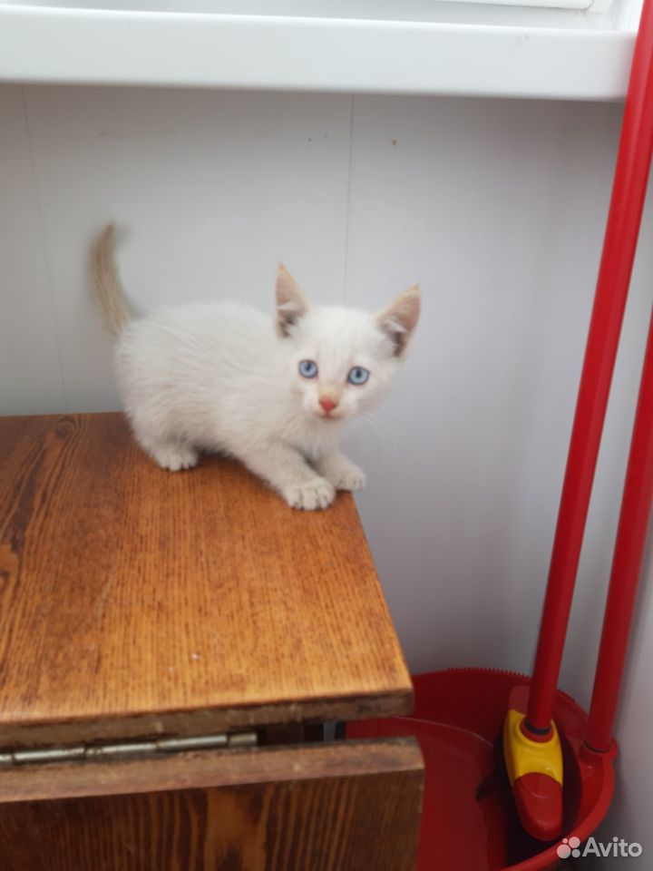 Котенок