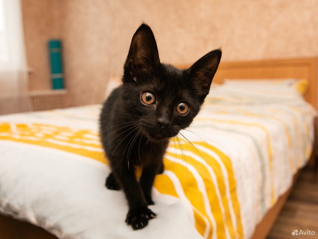 Котенок в добрые руки