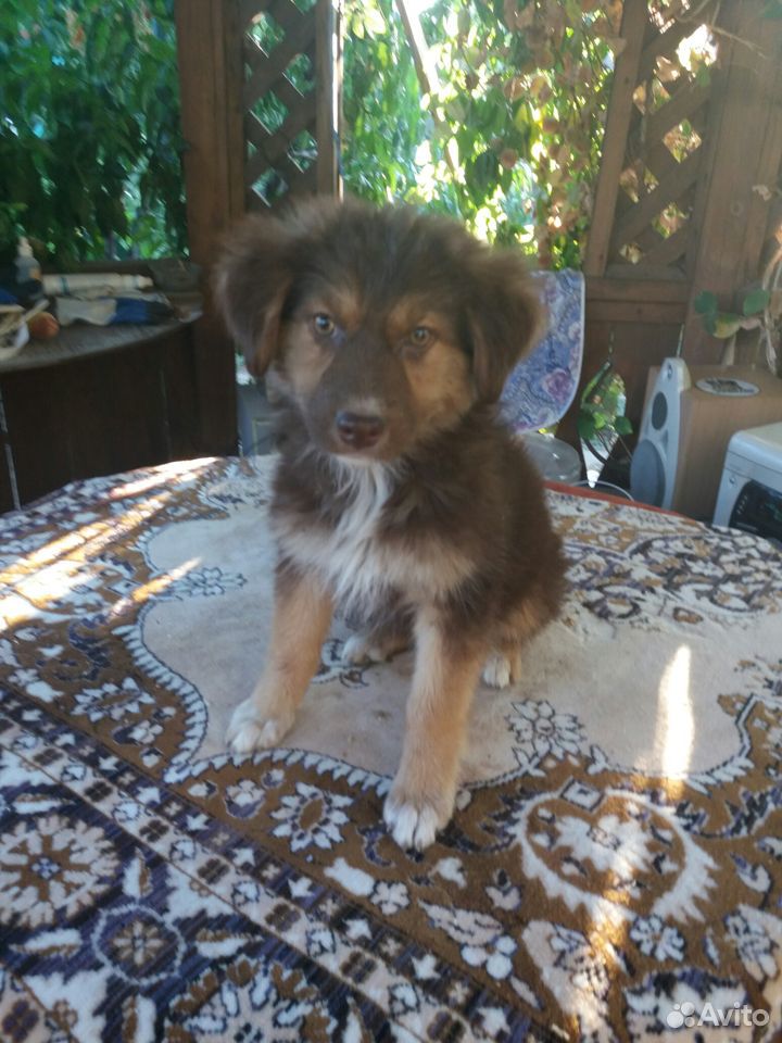 Щенок в добрые руки