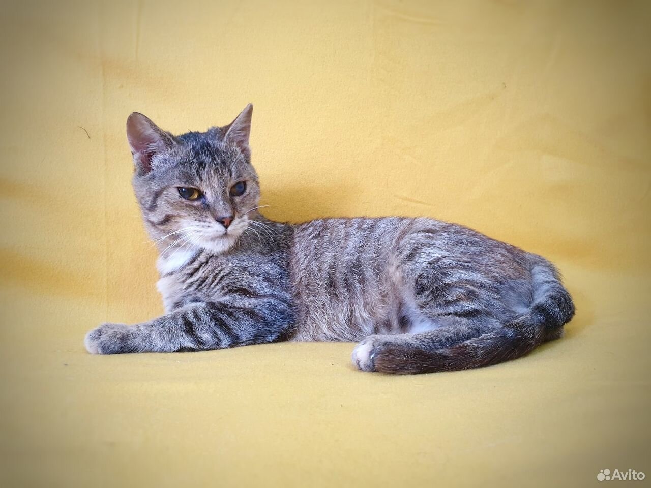 Доброе сердце, приюти Любимку