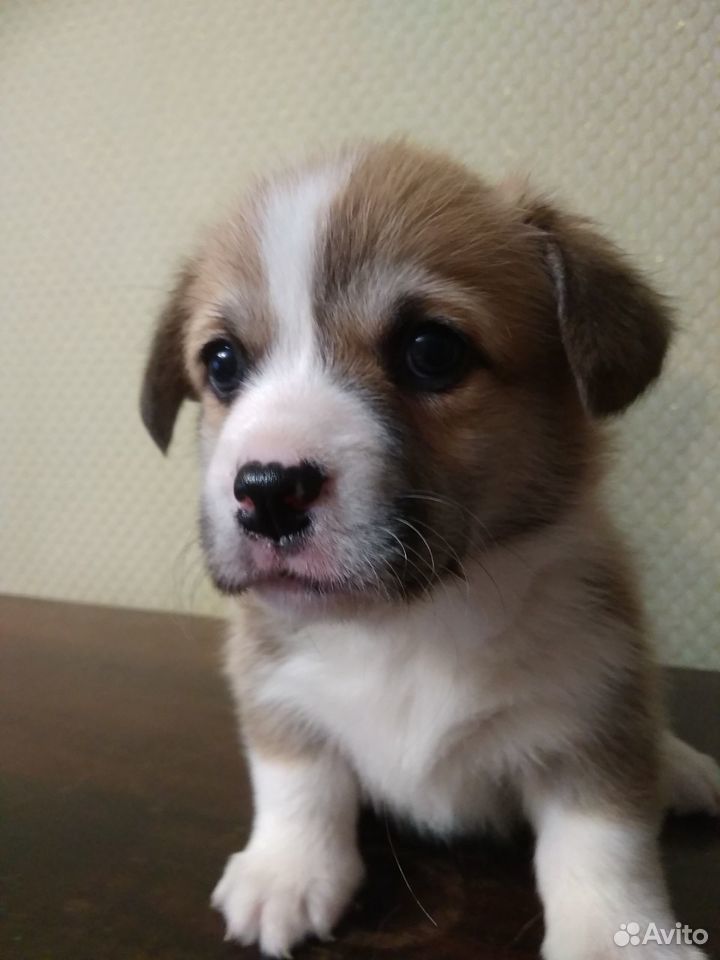 Мальчики коржата