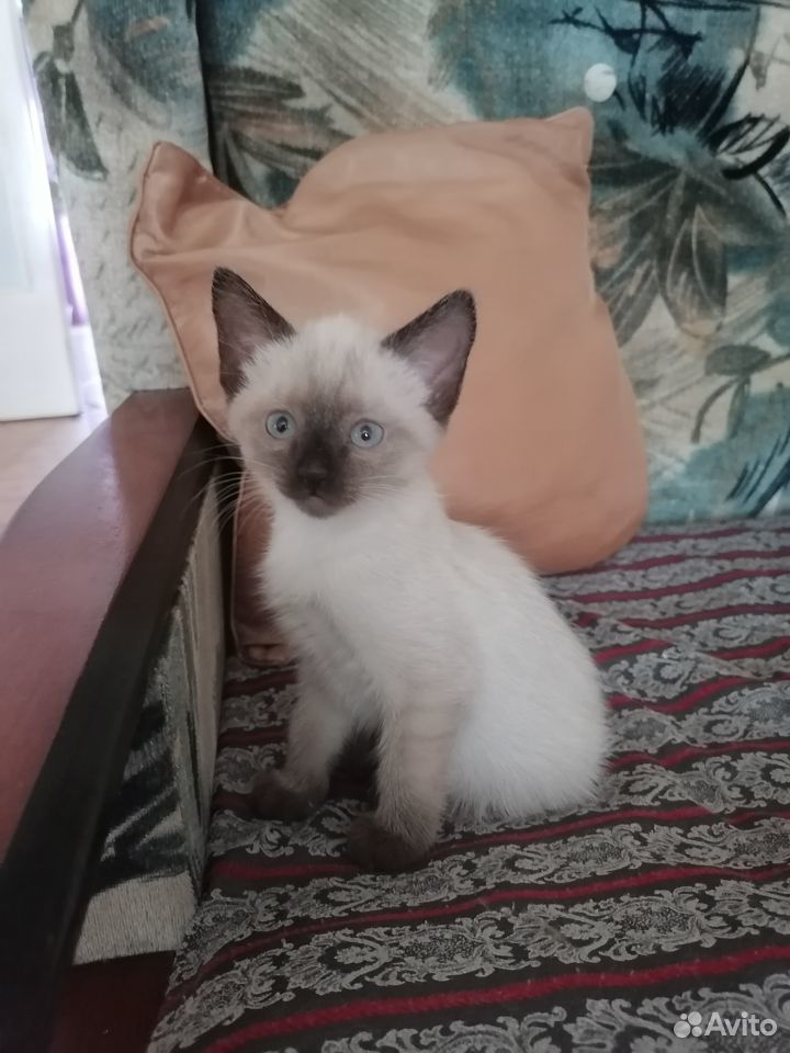 Сиамские котята