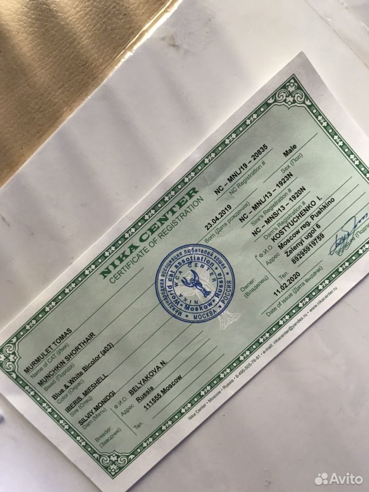 Родословная на кота манчкин