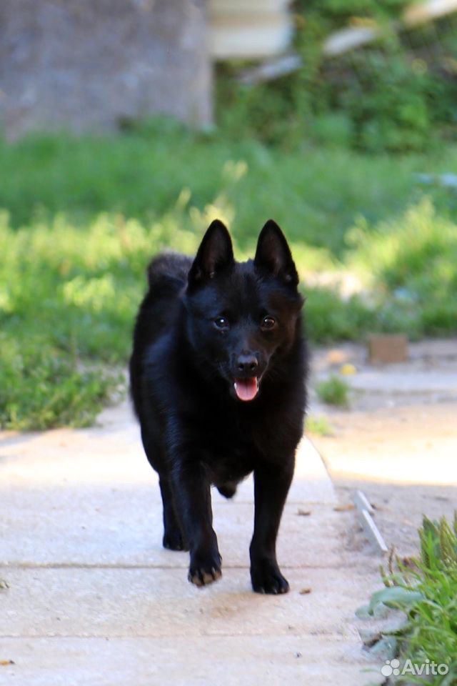 Кобель натуральный бобтейл шипперке на вязку