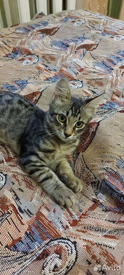 Котенок Серенгети