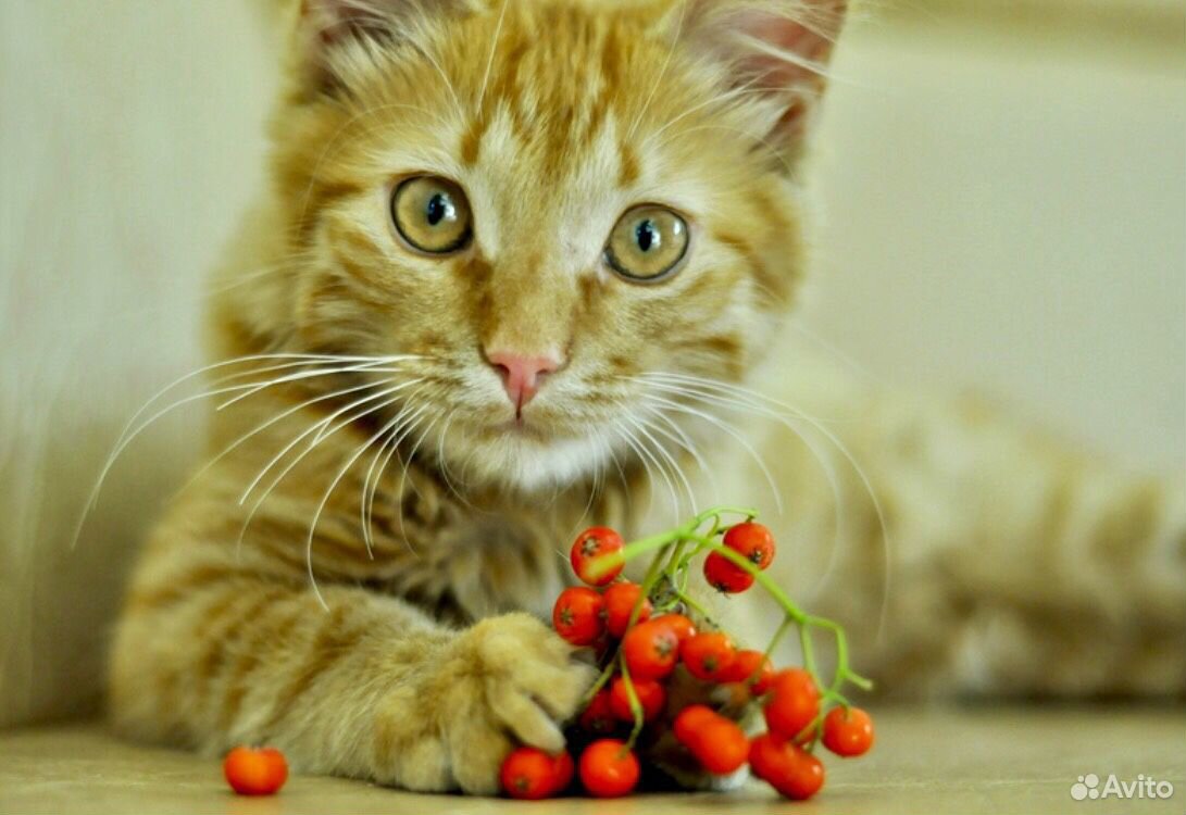 Котик сказочной красоты