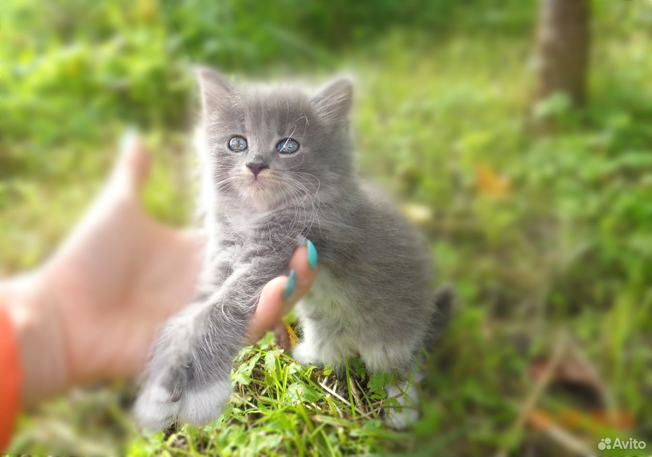 В хорошие руки котята