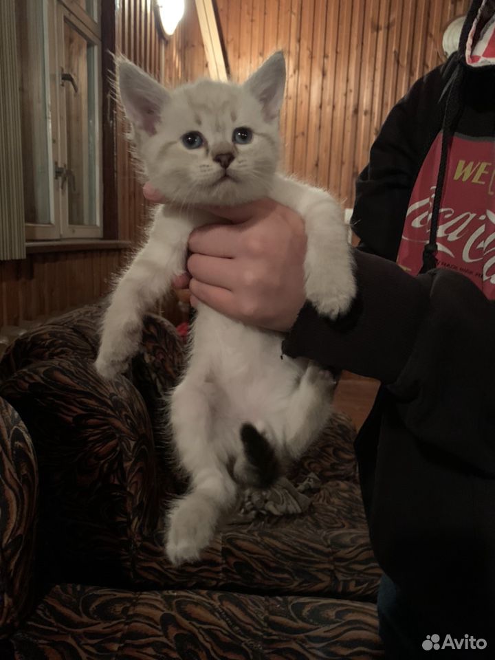 Котята тайской породы