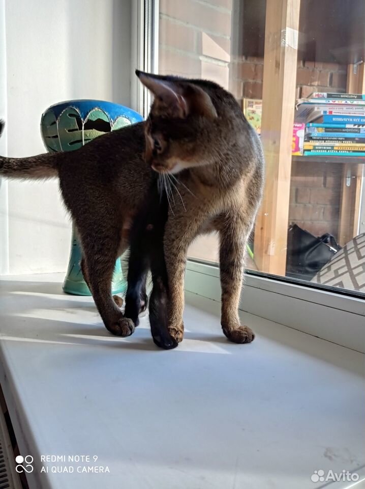 Абиссинская