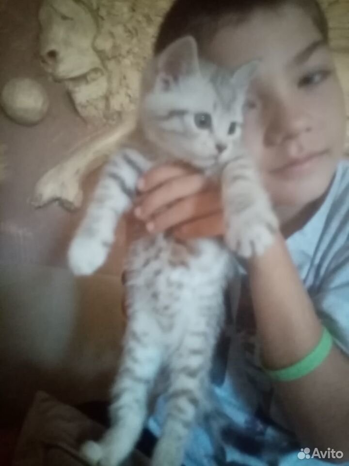 Британский котенок окраса вискас