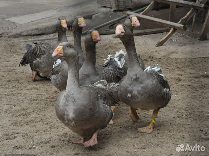 Тульские бойцовые гуси