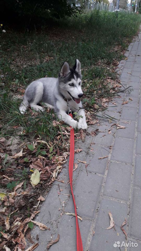 Собака