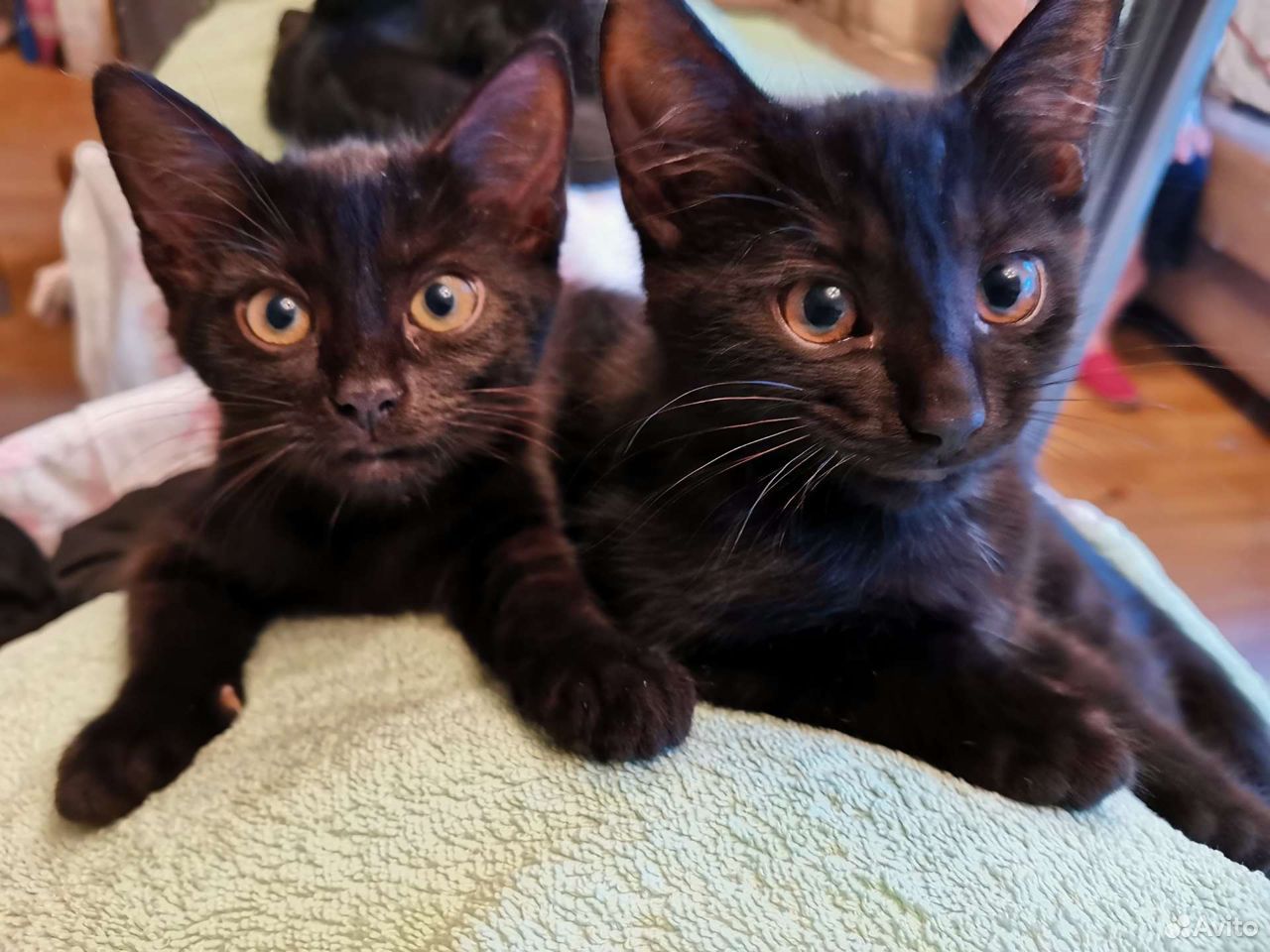 Чёрные котята от домашних котородителей