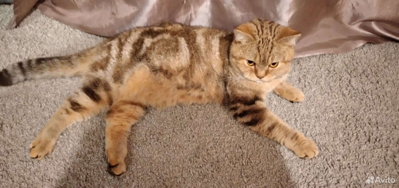 Продам кошку (породистый британец)