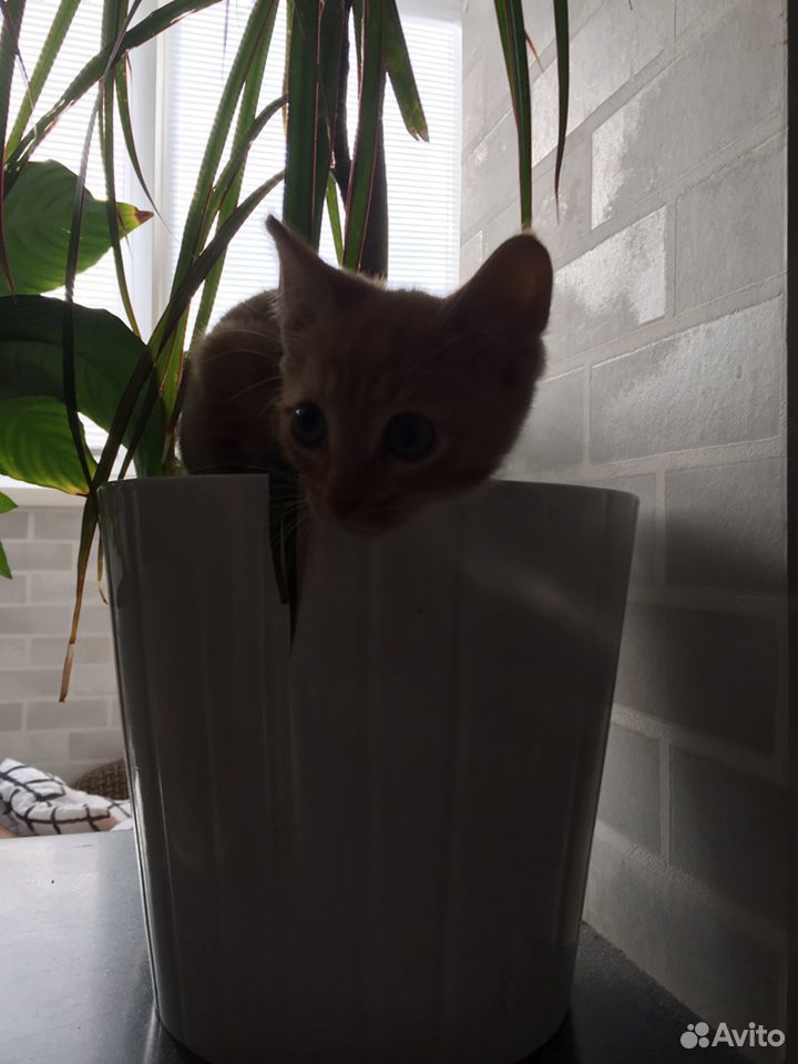 Маленький котёнок в добрые руки