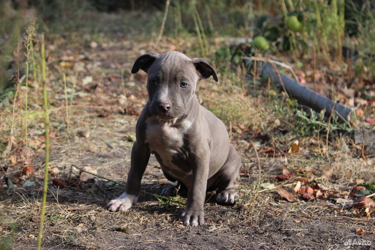 Аст такие как мы любим