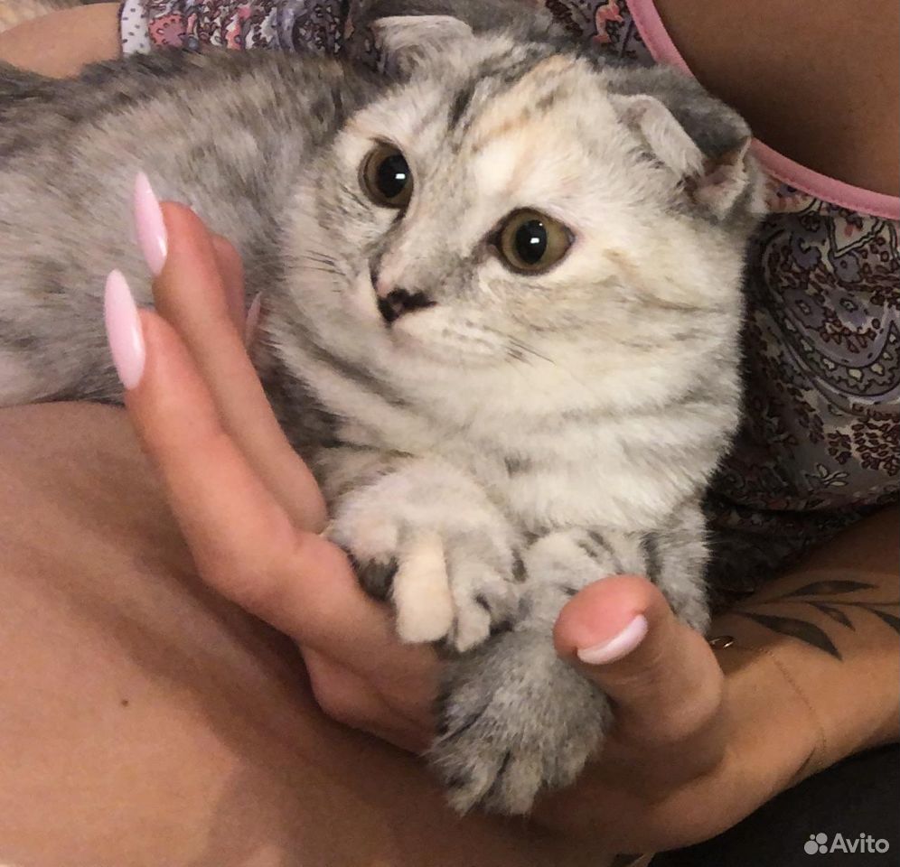 Котёнок Лика 4,5 мес.(Шотландская вислоухая)