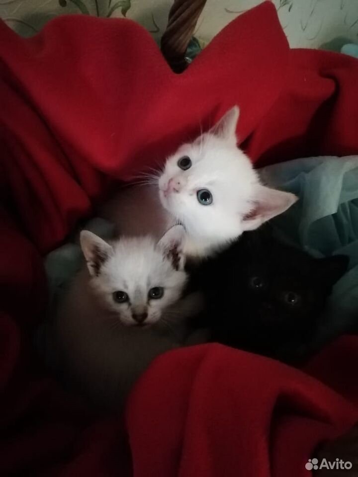 Котята в добрые руки