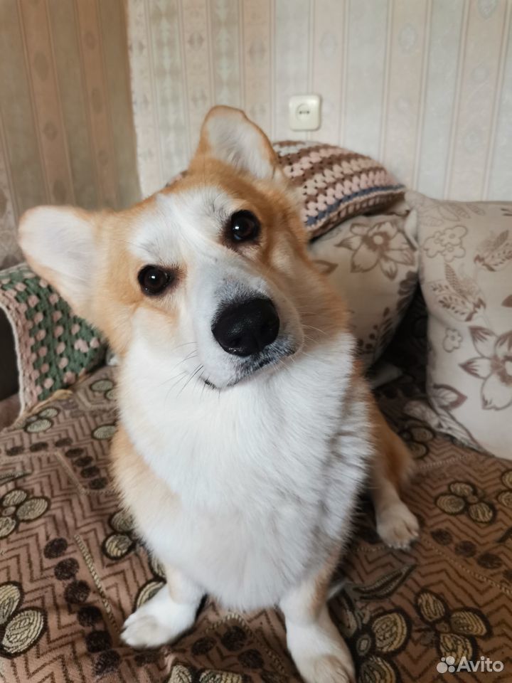 Коргипемброк