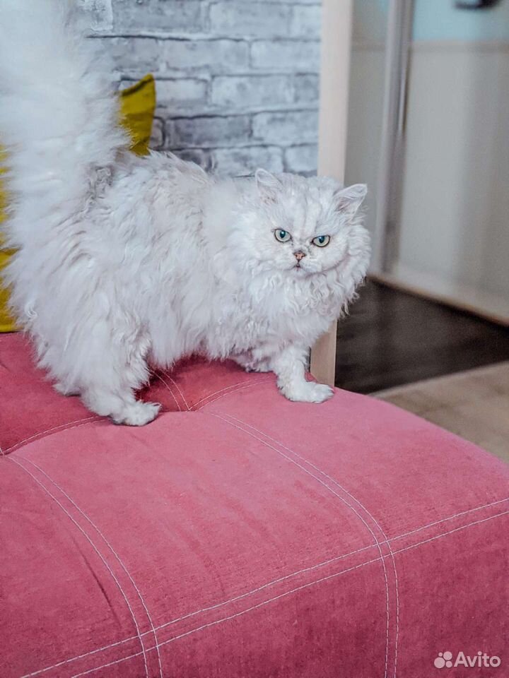 Селкирк-рекс