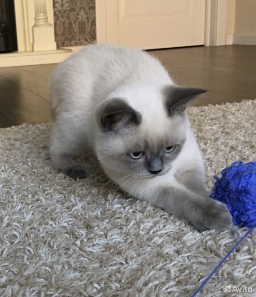 Кошка шотландская прямоухая