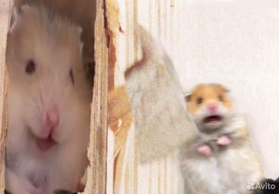 Хомяки Джунгарские