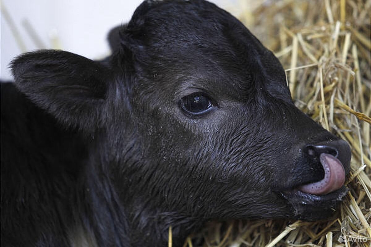 Телочка 1 месяц от роду