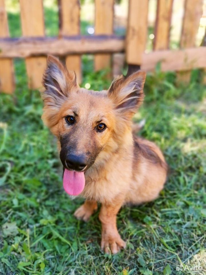 Собака Синди ищет хозяина. Отдадим в хорошие руки