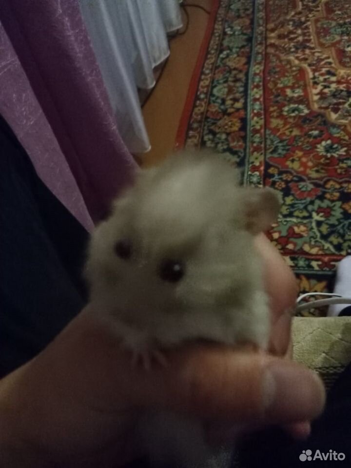 Сирийский хомяк отдам бесплатно