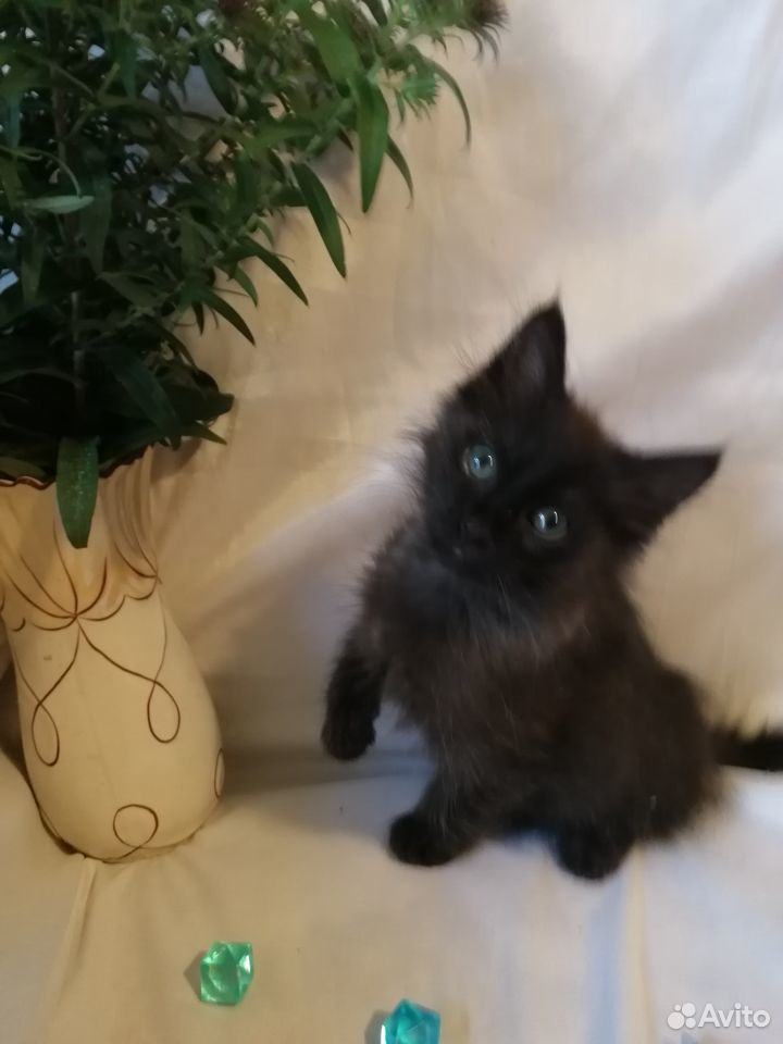 Весёлый котик