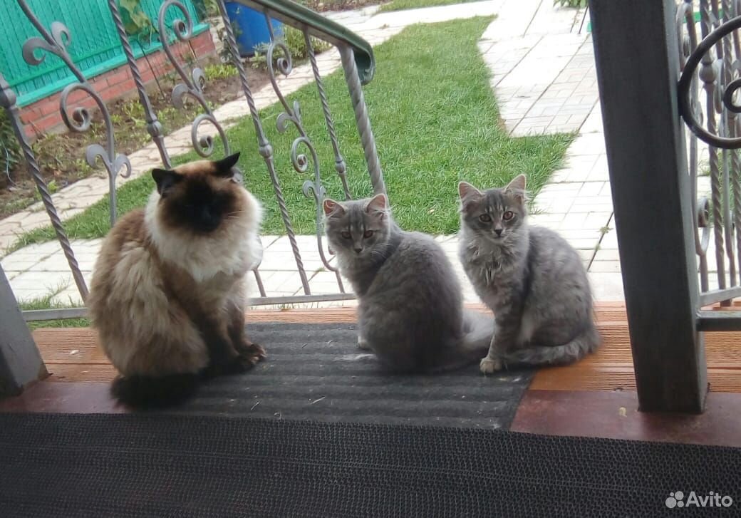 Кошка