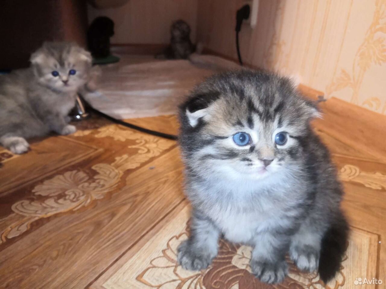 Кошка