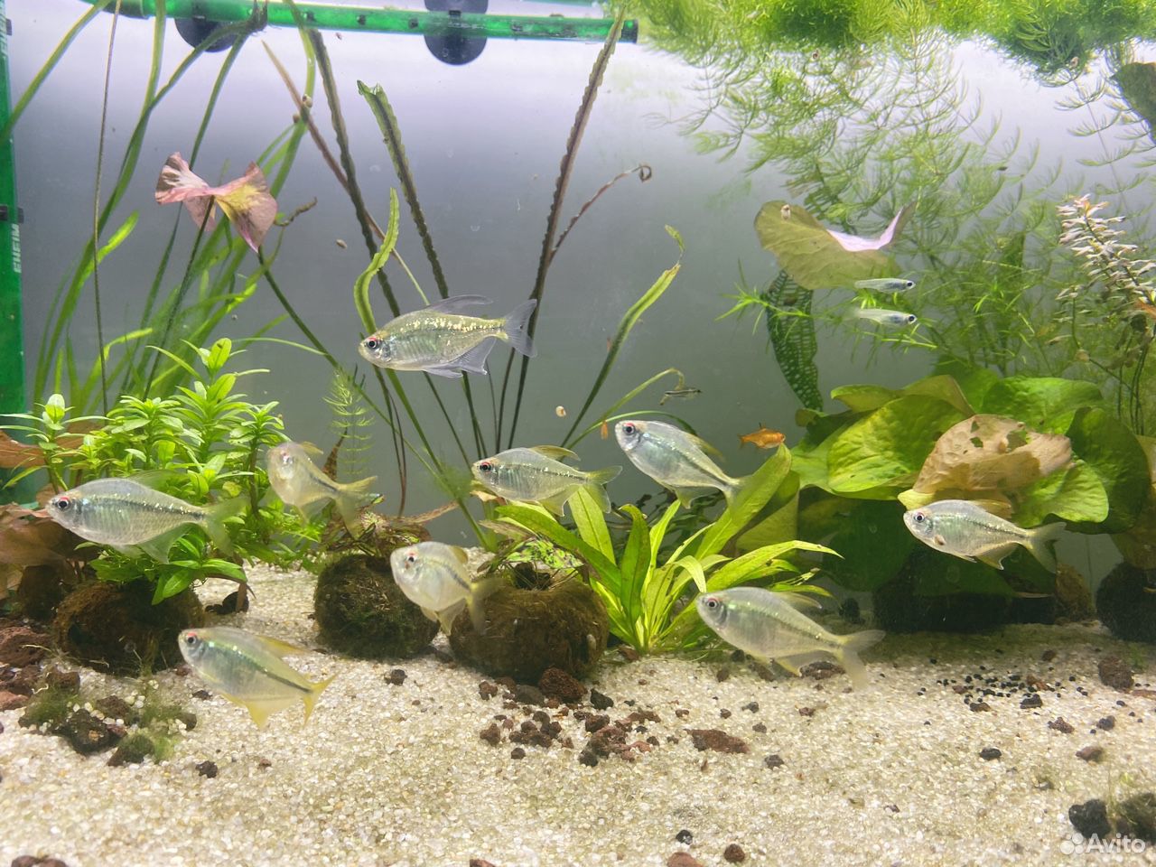 Бриллиантовые Тетры