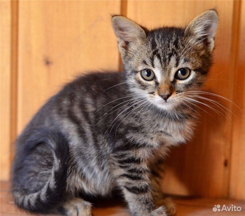Котенок-мальчик Барсук 2 мес. гладкошерстный