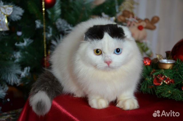 Хайленд-страйты от разноглазого папы