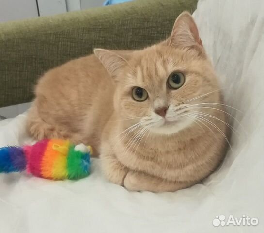 Кошка Лекси ищет особенного человека