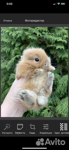 Ласковые кролики