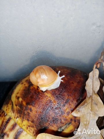 Архахатина маргината овум