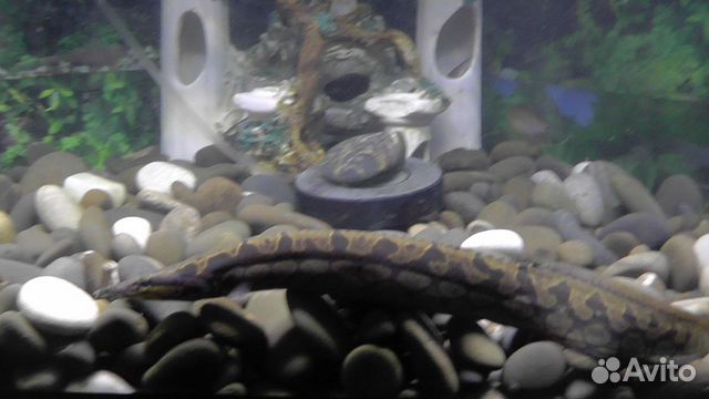 Макрогнатус (угорь) большой (30 см)