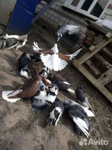 Продажа голубей