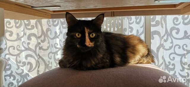 Бэти кошечка кошка