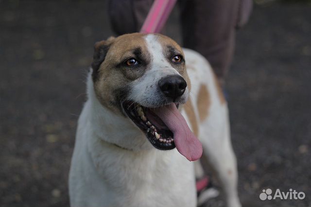 Веснушка Собака в добрые руки