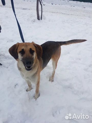 Собака Карамелька в дар